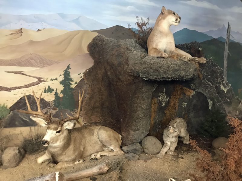 10 Things to Do at Willamette Fish Hatchery - Oregon Outdoor Family