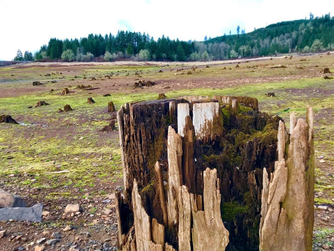 A Must-Do Winter Walk at Fall Creek Lake - Oregon Outdoor Family