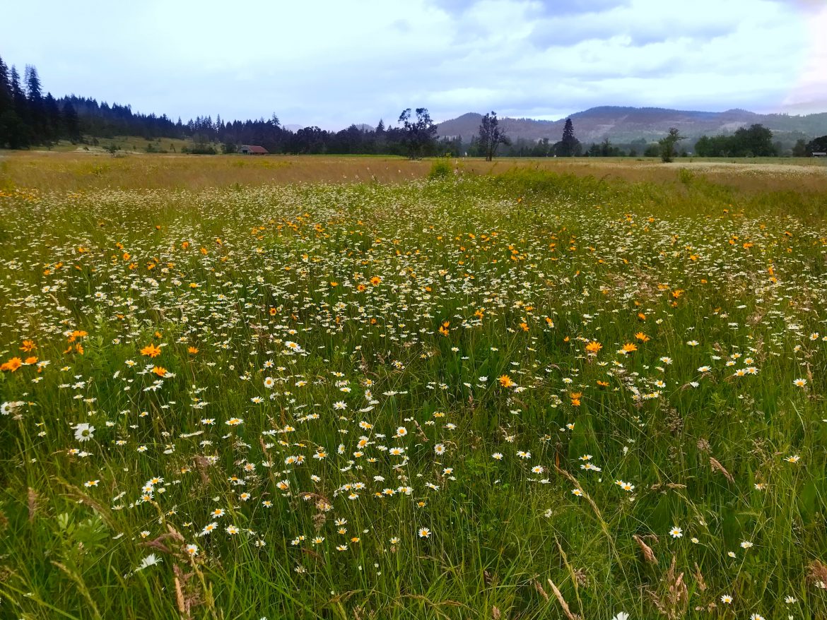 7 hikes near Springfield to take this weekend - Oregon Outdoor Family
